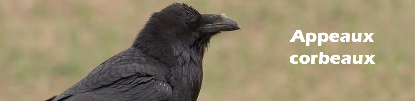 Achat / Vente Appeaux pour la chasse du corbeau (corneille, corvidé) en ...