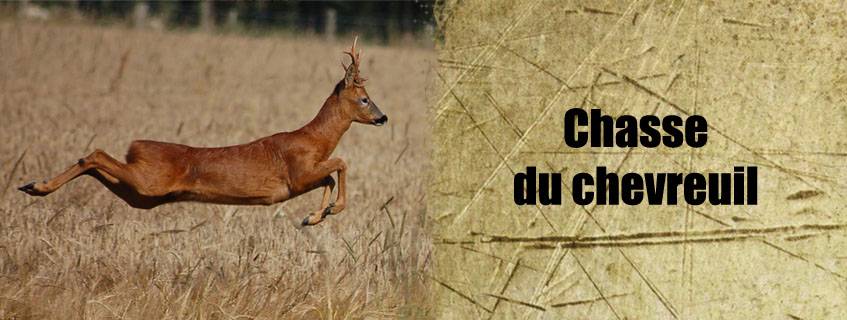 Appeaux pour la chasse du chevreuil en ligne
