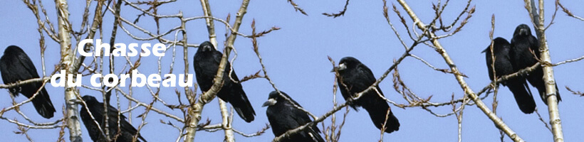 Appelants et appeaux pour la chasse du corbeau (blette corbeau, forme ...